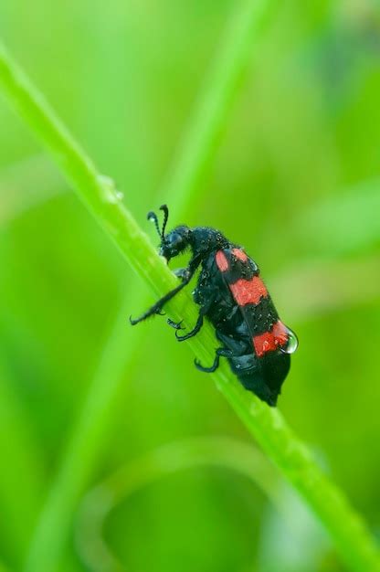 Trichodes Images Free Download On Freepik