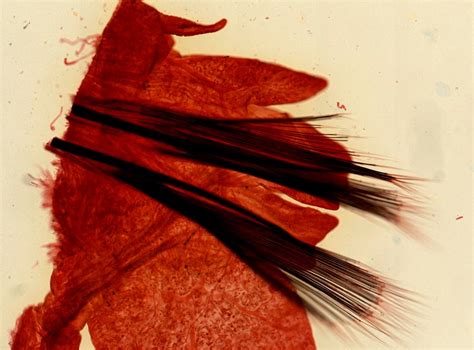 15 Free Alitta Virens Images