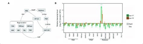 The Calvin Benson Bassham Cycle Cbbc A Schematic Presentation