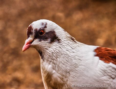 White And Brown Pigeon
