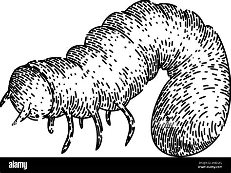 Soil Chafer Sketch Hand Drawn Vector Stock Vector Image And Art Alamy