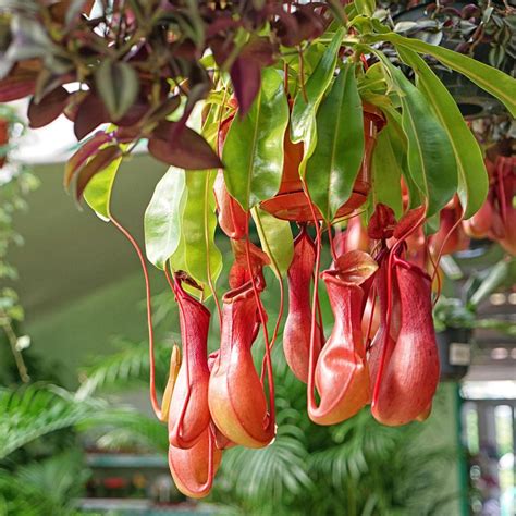 National Plant Network 4 In Pitcher Plant Lady Luck Nepenthes Plant