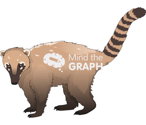 Free Nasua Nasua Icons Symbols Pictures And Images Mind The Graph