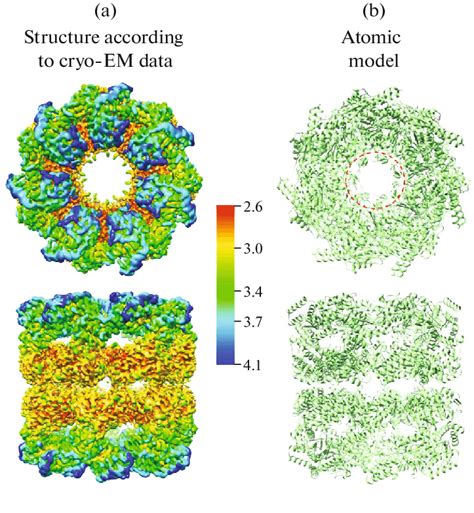 The Structure Of Groel Chaperonin According To Cryo Em Data Colored Download Scientific