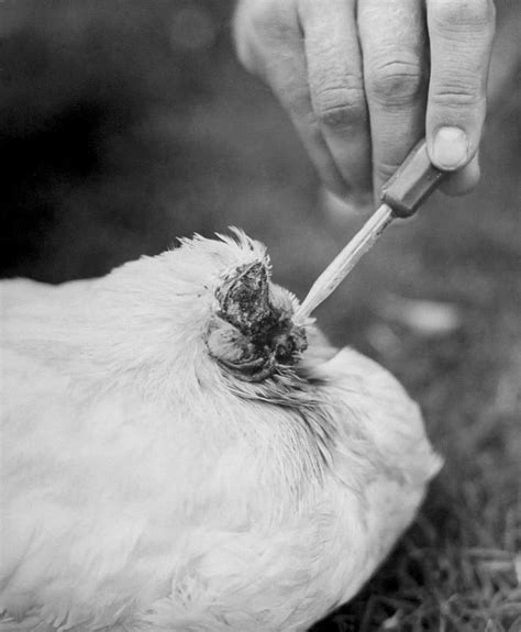 Mike The Headless Chicken Amusing Planet