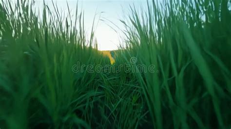 First Person View Walking Through The Thick Grass In Summer Day Stock Video Video Of Abstract