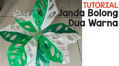 Detail Gambar Bunga Janda Bolong Dua Warna Koleksi Nomer 24