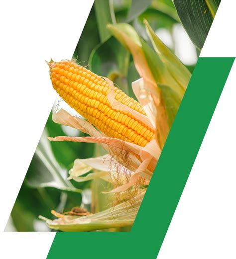 Maize Fertiliser And Crop Nutrition Solutions Omex 🌱