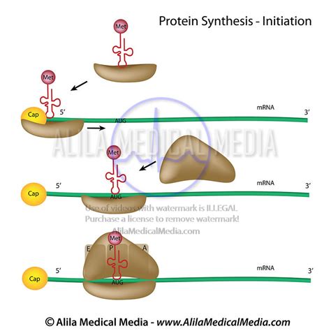 Alila Medical Media Protein Synthesis Initiation Eukaryote