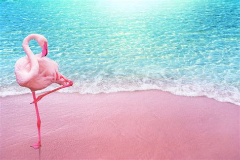 Vibrant Flamingo Backgrounds For A Tropical Touch