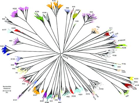 maximum likelihood tree reconstructed with intra host variants of hvr1