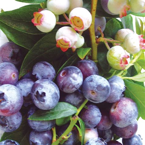 Blueberry Sunshine Blue Harrod Horticultural