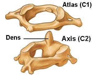 The Spinal Vertebral Column