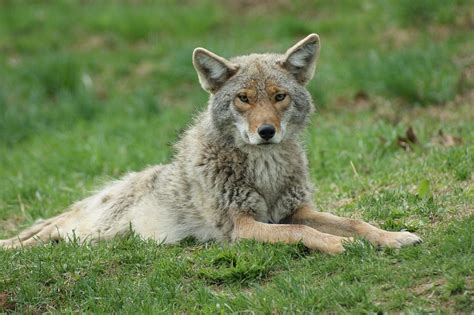 Más De 80 Fotos De Coyote Y Naturaleza Gratis Pixabay