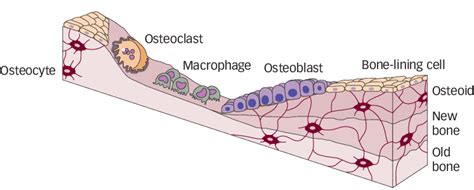 coupled and balanced bone remodelling download scientific diagram