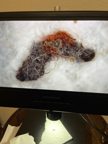 Case Bearing Clothes Moth Larva Identification Bug Identifier