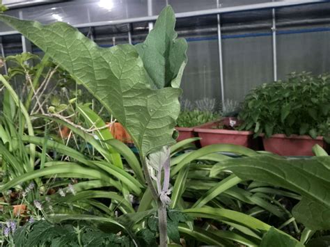 가지가지10자니