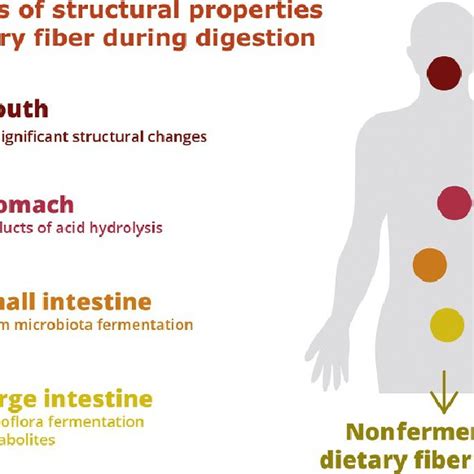 1 Classification Of Fibers Typical Attributes And Shared Effect