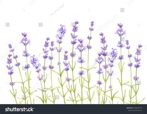 How To Draw Lavender Flowers