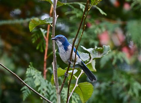 California Scrub Jay Audubon Field Guide