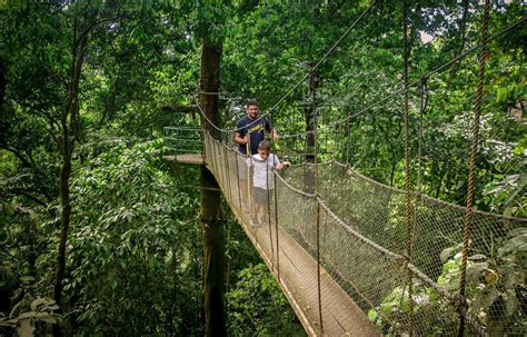 Tres Excursiones Guiadas Por La Selva Tropical Más Allá Del Parque