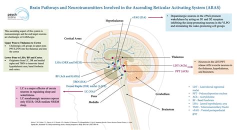 The Neuroscience Of Emotions Depression Anxiety Addiction
