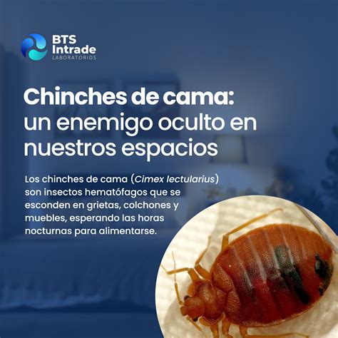 Chinches De Cama Un Enemigo Oculto Bts Intrade Laboratorios
