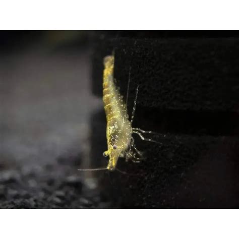 Wild Cherry Shrimp For Sale Australia Neocaridina Micro Aquatic Shop