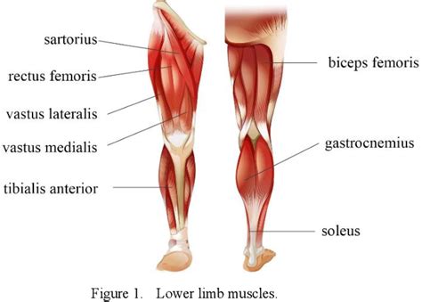 Figure 1 From A Prediction Model Of Continuous Lower Limb Motion Based On Fox Optimized Lstm