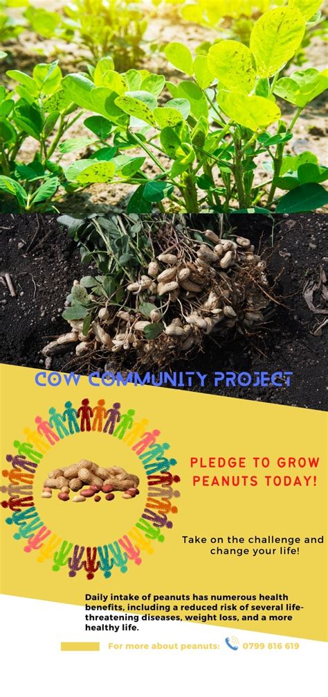 Cow Community Project