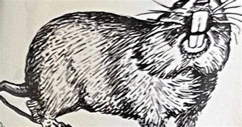 Gophers Are Not Cute Irl Album On Imgur