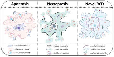 Nuclear Membrane Diagram