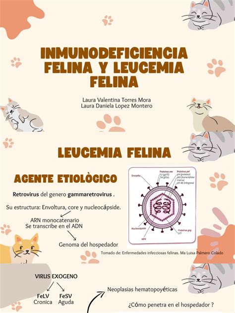 Síntomas Y Contagio De Leucemia Felina Pdf Sistema Inmune Virus