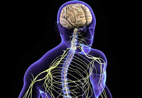 Select Nerve Root Block Advanced Pain Management And Rehab San Antonio