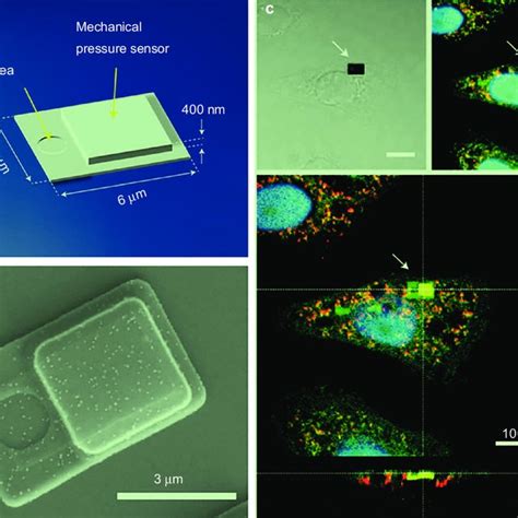MEMS Pressure Sensor For Intracellular Pressure Measurement Reproduced Download Scientific