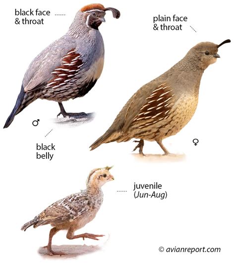 Identify 25 Bird Species Visiting Backyard Feeders In Arizona Avian