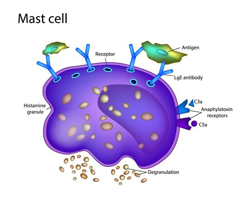 Update On Mast Cell Activation Syndrome Mcas Black And Kletz Allergy