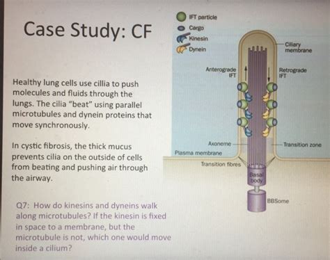 Solved Healthy Lung Cells Use Cillia To Push Molecules And