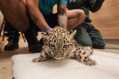 Its A Girl Vet Health Check Reveals Sex Of Viral Snow Leopard Cub At