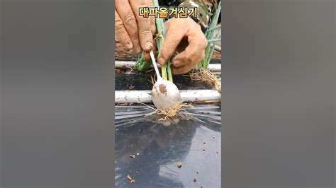 대파심기 빨리심기 기발한 방법 Youtube