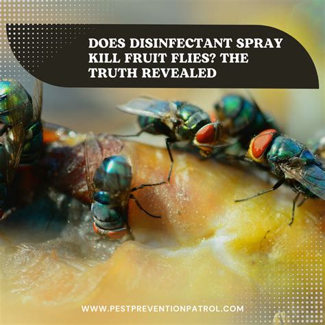 Does Disinfectant Spray Kill Fruit Flies The Truth Revealed Pest Prevention Patrol