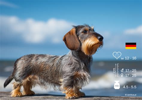 Jamnik Krótkowłosy Króliczy Fci Hodowle Zkwp