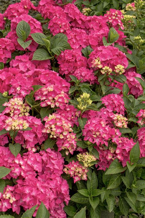 Dwarf Hydrangea Plants For Sale At Abby Thorn Blog