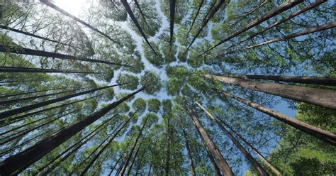 Forest Structure And Dynamics University Of Helsinki