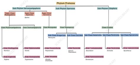 Phylum Protozoa Definition Classification