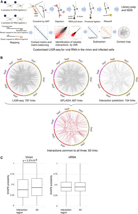Concentration Dependent Formation Of Intersegment Interactions In The