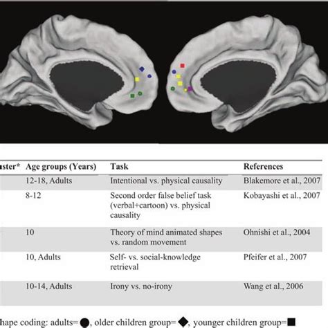 Ventral View Of The Occipito Temporal Stream The Right Hemisphere Is Download Scientific