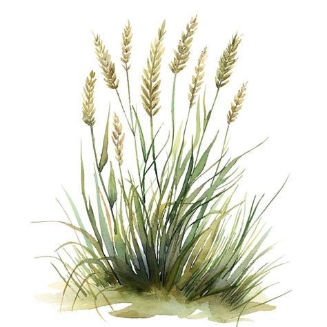 Grassland Vector Illustration In Watercolor Style Premium Ai