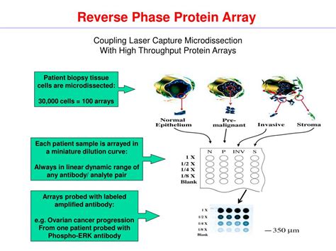 PPT Calibration And Normalization Of Protein Microarray Data PowerPoint Presentation ID