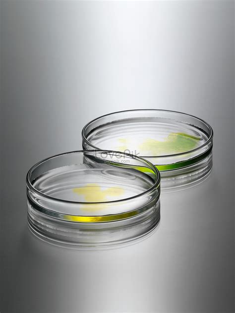 페트리 접시 사진 무료 다운로드 Lovepik